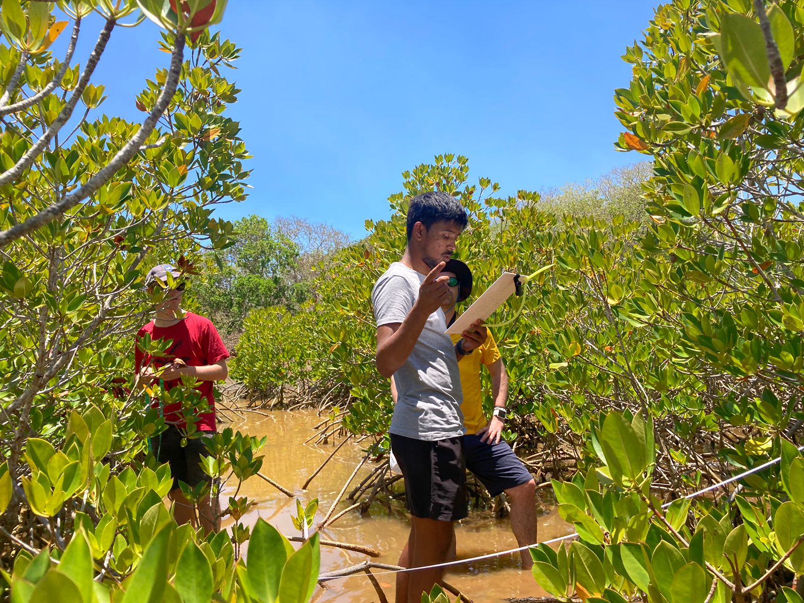 Protecting natural ecosystems in Mauritius - Commonwealth Foundation